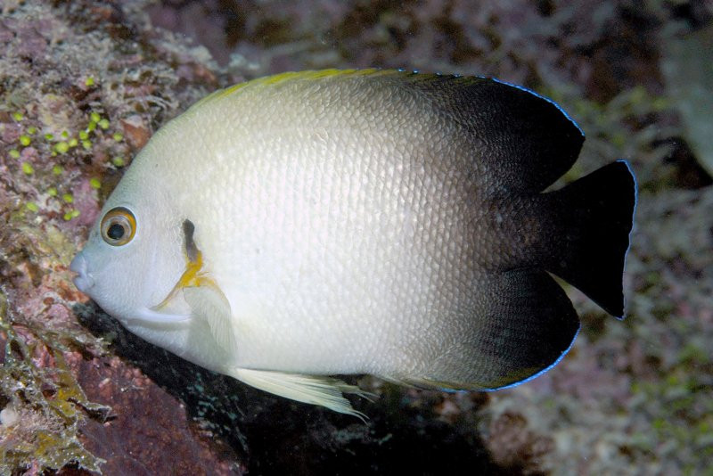 MARINE FISH - ANGELFISH - Reef Fish Wholesalers Pty Ltd
