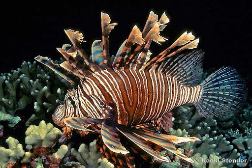 Volitans Lionfish 100mm - Reef Fish Wholesalers Pty Ltd