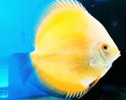 GOLDEN DISCUS 50mm
