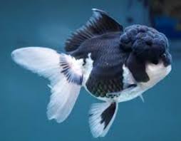 Panda Oranda 70mm