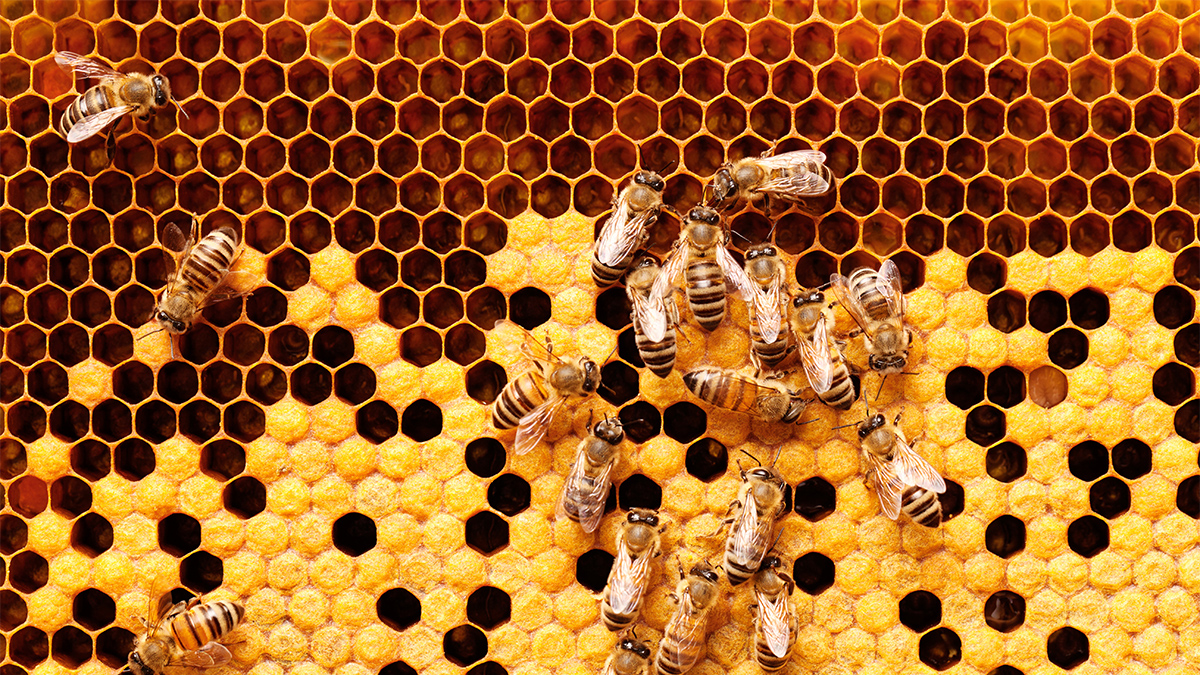 The BUZZ on Bees - Baudelaire