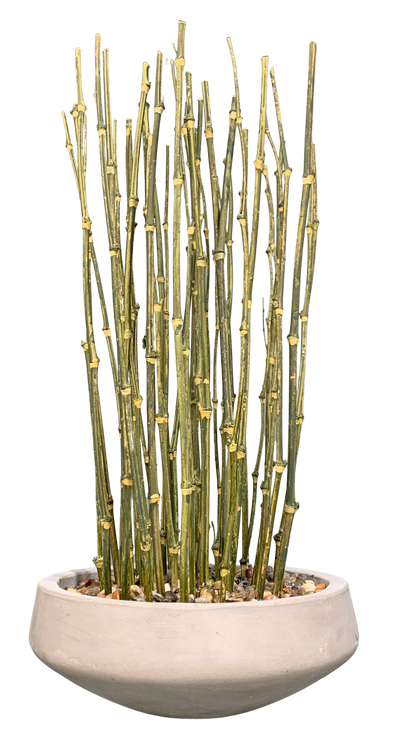 Bamboo Bundle - The Branch Design Group