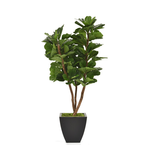 7' Triple Trunk Fiddle Fig Tree - The Branch Design Group