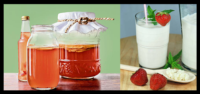 Making Kefir VS Making Kombucha - TheCheeseMaker.com