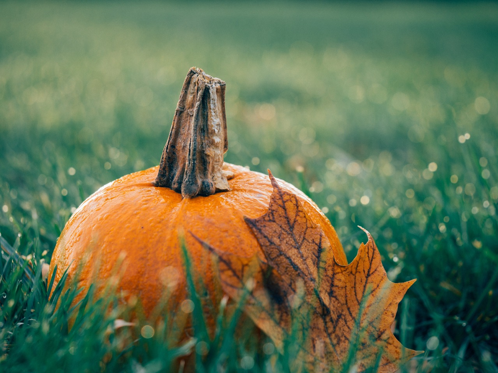 DIY Fall Pumpkin Face Mask Recipe - Pure Modern Living