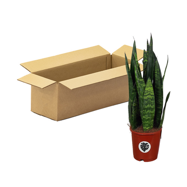 House Plant Shipping Box 435mm x 155mm x 150mm - ASC Direct