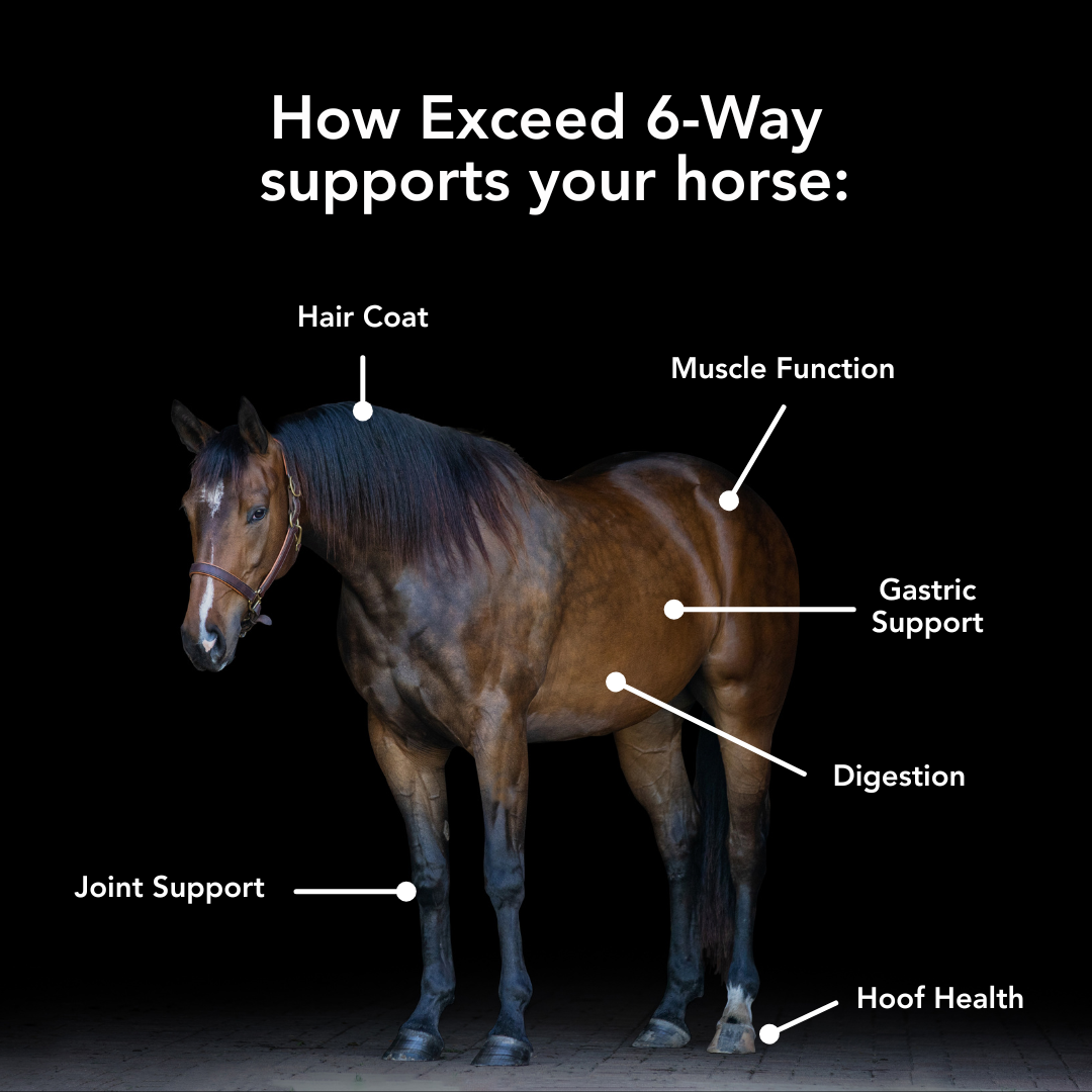Exceed 6-Way (Pellet) Horse Feed Supplement | Med-Vet Pharmaceuticals