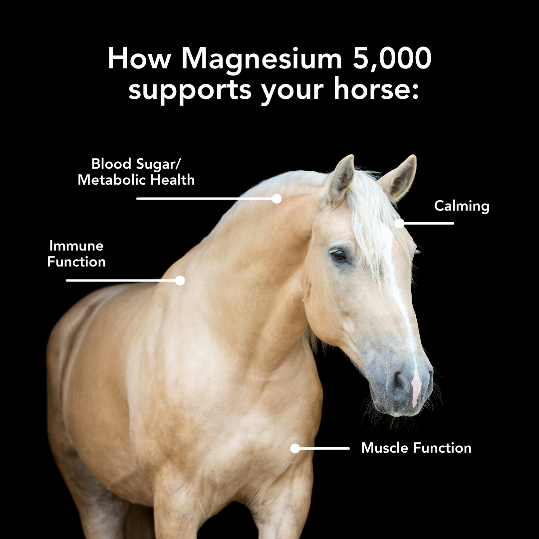Magnesium 5,000 Muscle Function Support | MVP - Free Shipping