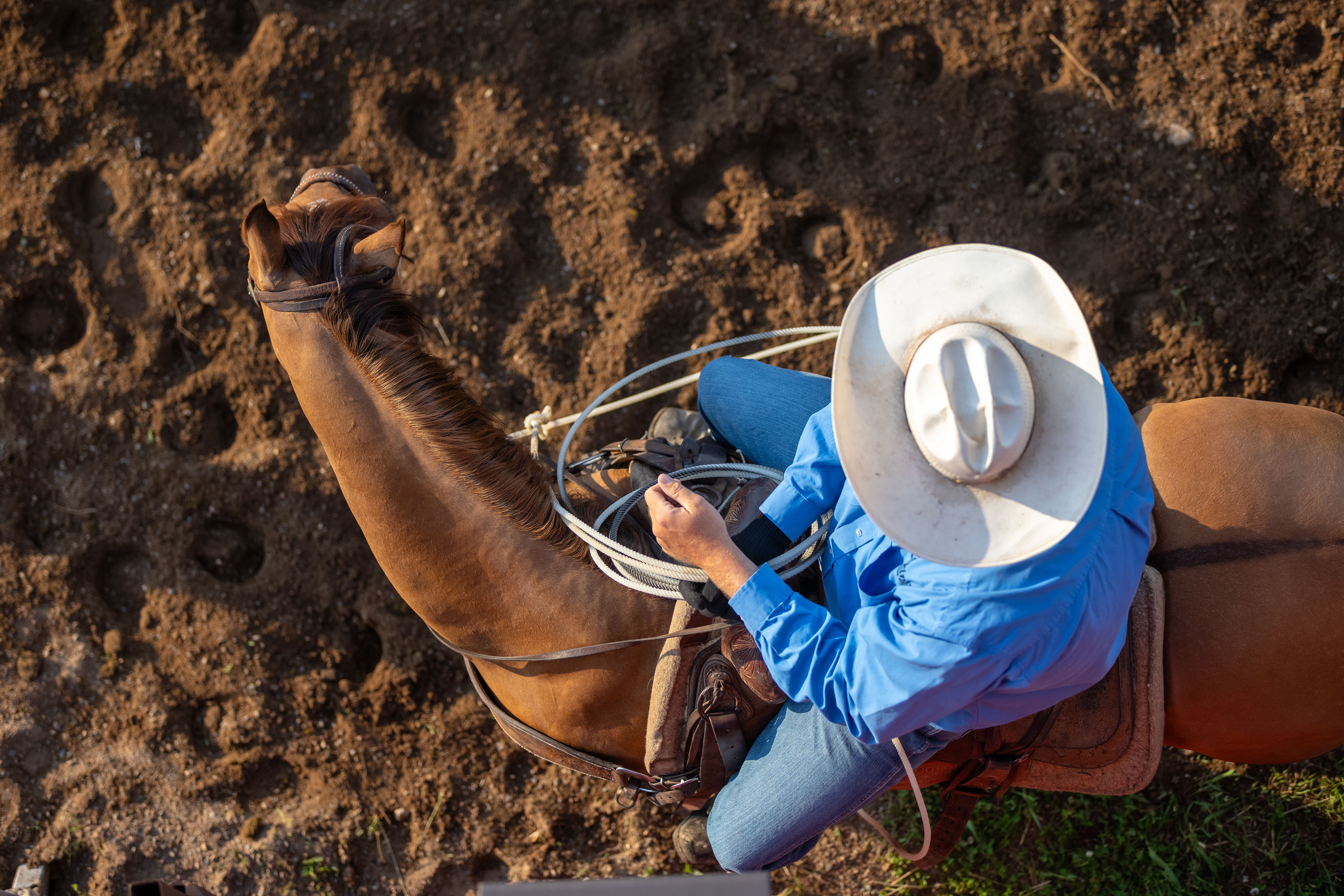 3 Things to Rule Out Before Using a Calming Supplement - Med Vet ...