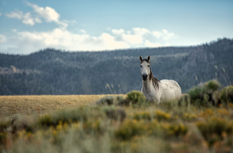 The Importance of the Equine Immune System - Med Vet Pharmaceuticals