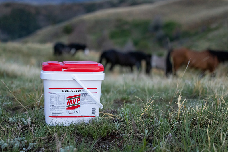 Insure your Horse’s Tomorrow with Eclipse’ PM™ - Med Vet Pharmaceuticals