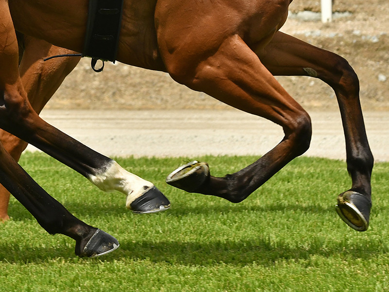 5 Steps to Healthy Hooves - Med Vet Pharmaceuticals