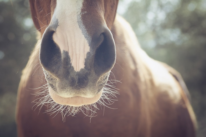 Horse Respiratory System & Functions- A Comprehensive Guide - Med Vet ...