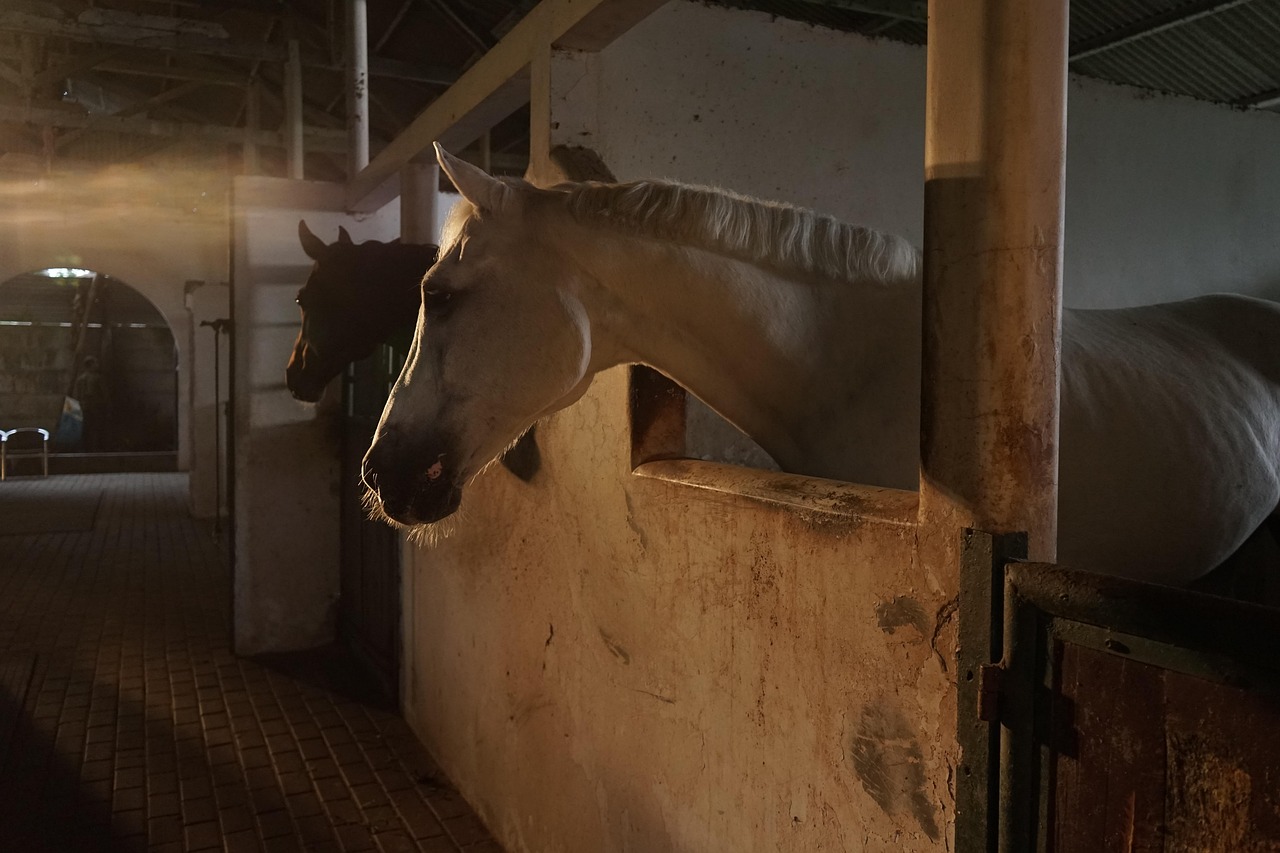 Sarcoids in Horses: Causes, Signs and Recovery Support - Med Vet ...