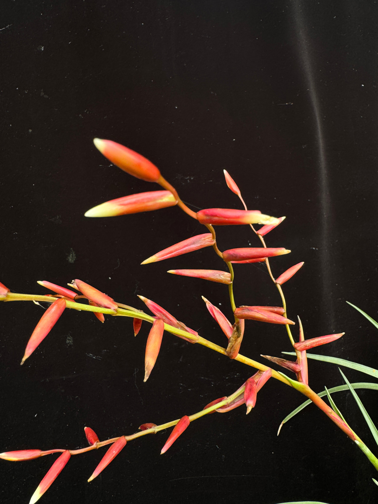 Vriesea species - Bird Rock Tropicals