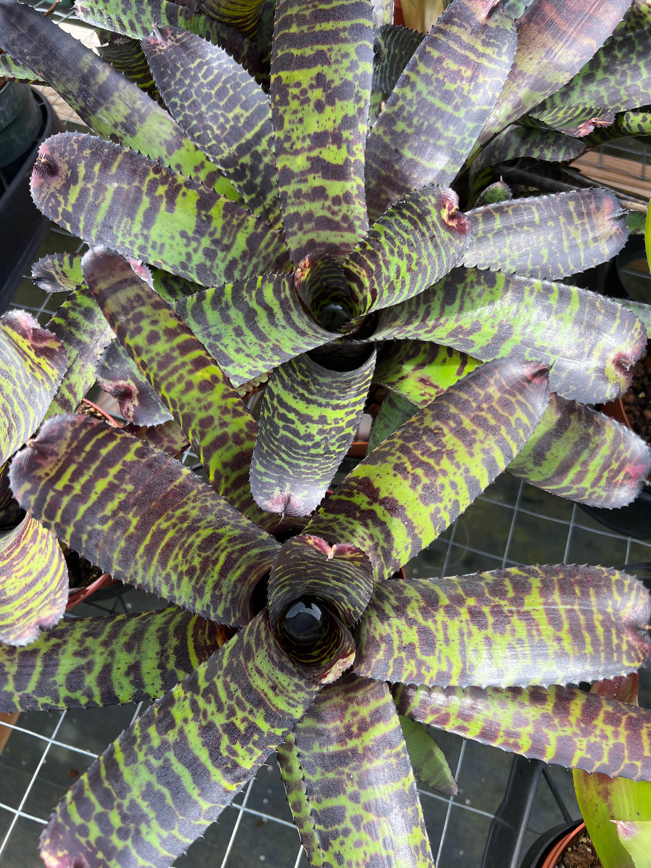Neoregelia