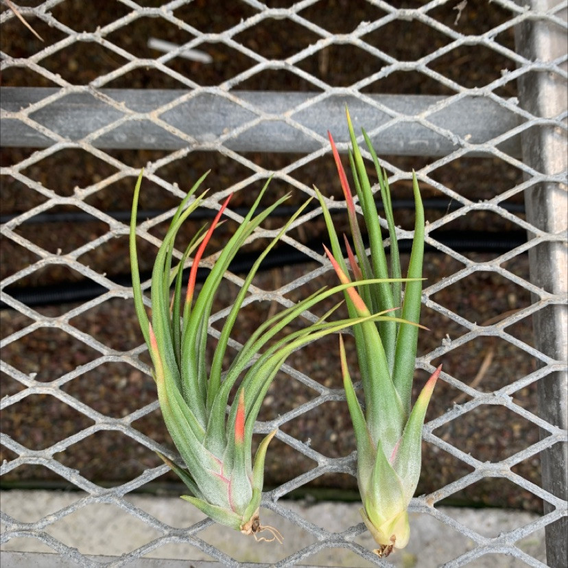 Tillandsia Derek - (T. bulbosa x ionantha) - Bird Rock Tropicals