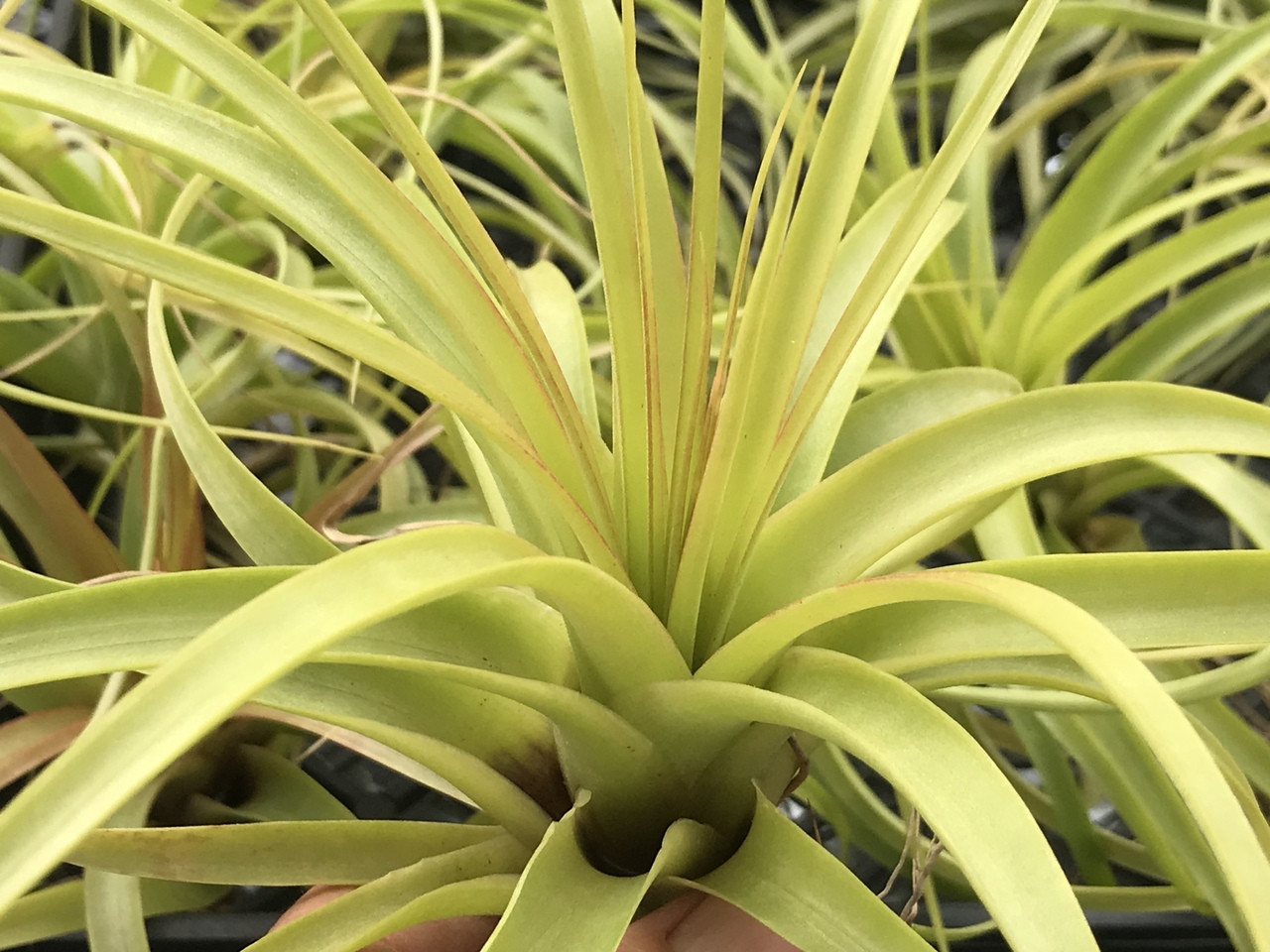 Tillandsia rothii - Bird Rock Tropicals