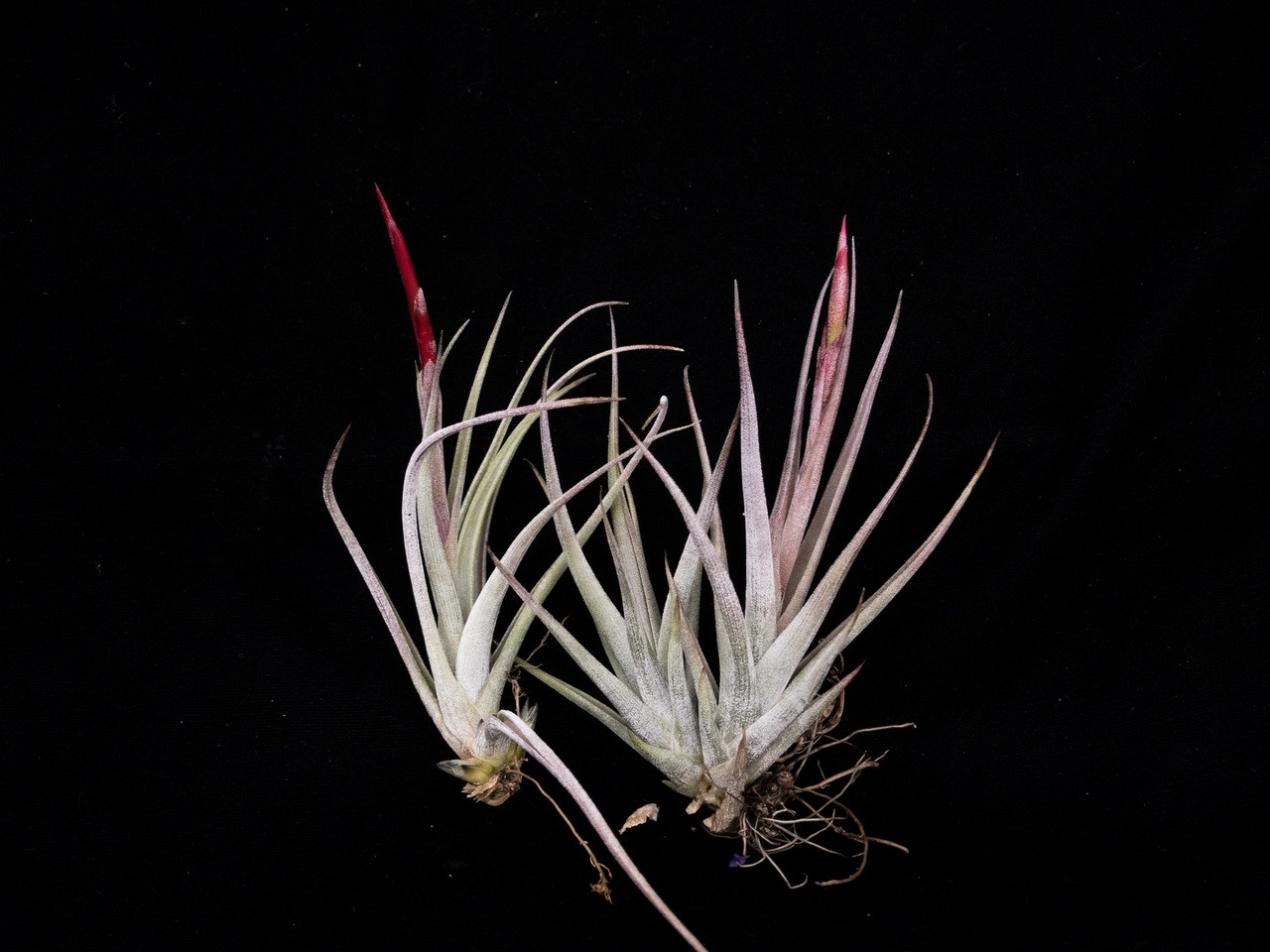 Tillandsia - Page 2 - Bird Rock Tropicals