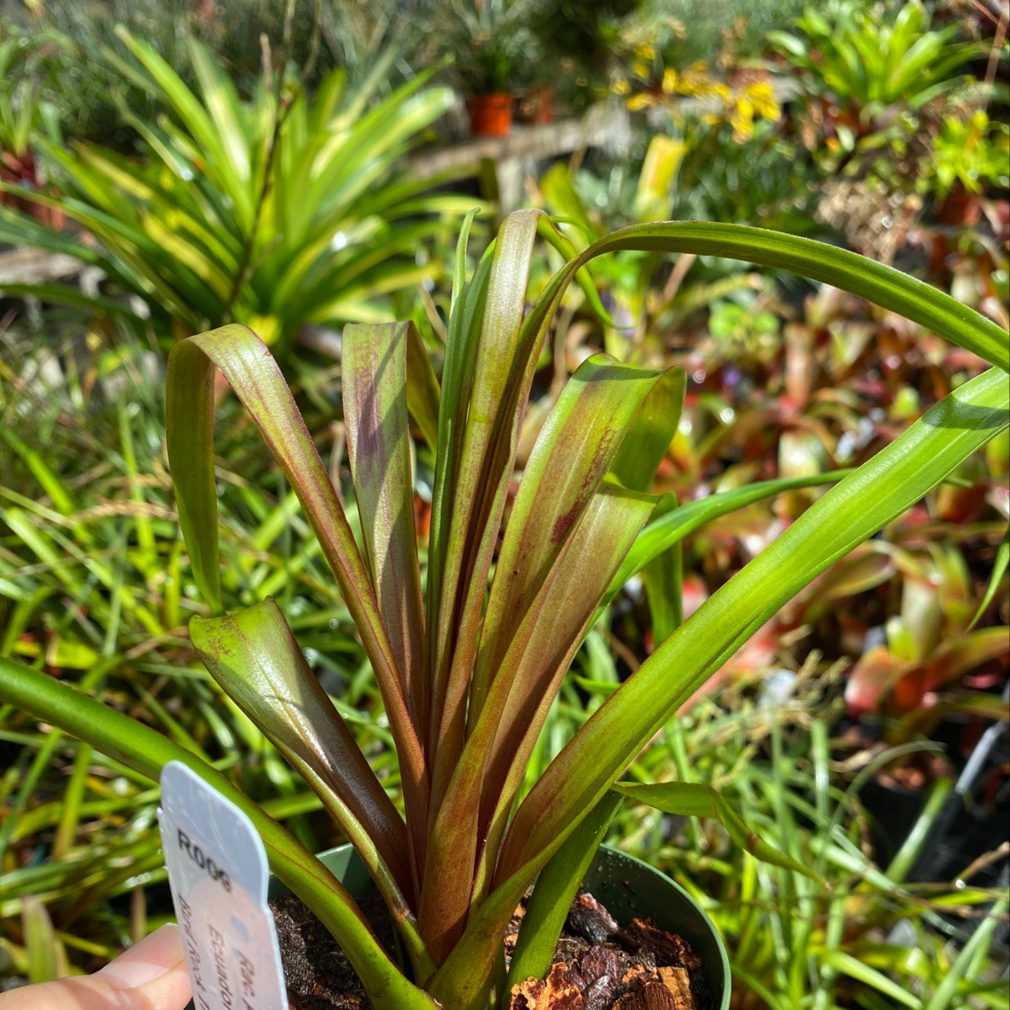 Bromeliads - Racinaea - Bird Rock Tropicals