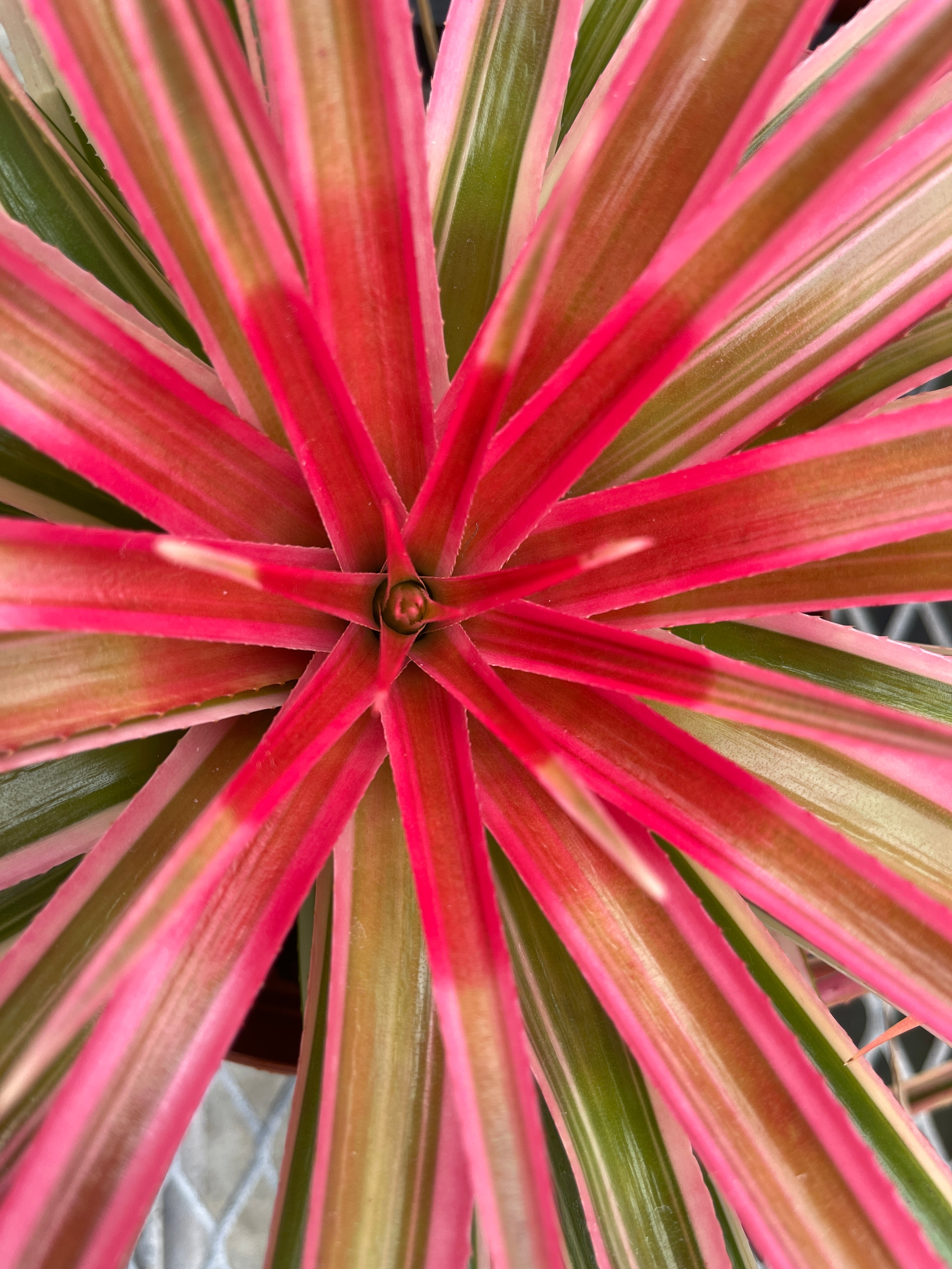 Bromeliads - Misc. Genera - Bird Rock Tropicals