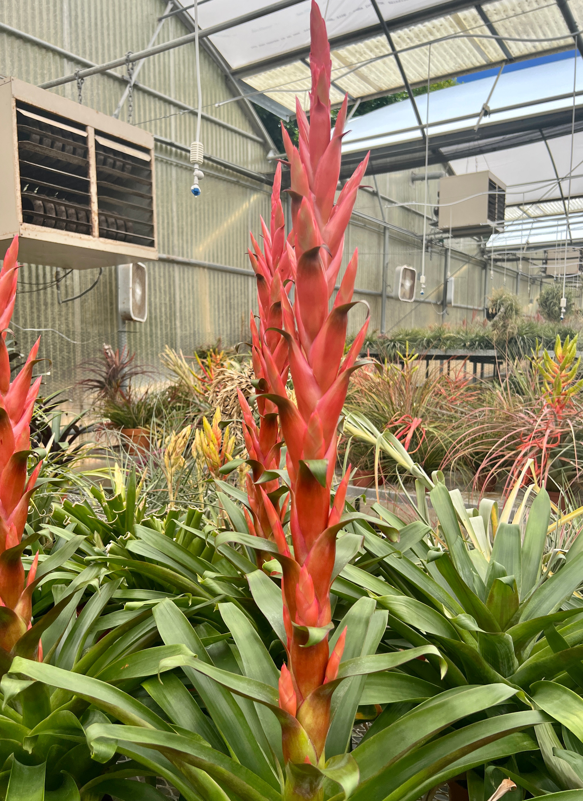 Tillandsia yunckeri x deppeana - Bird Rock Tropicals