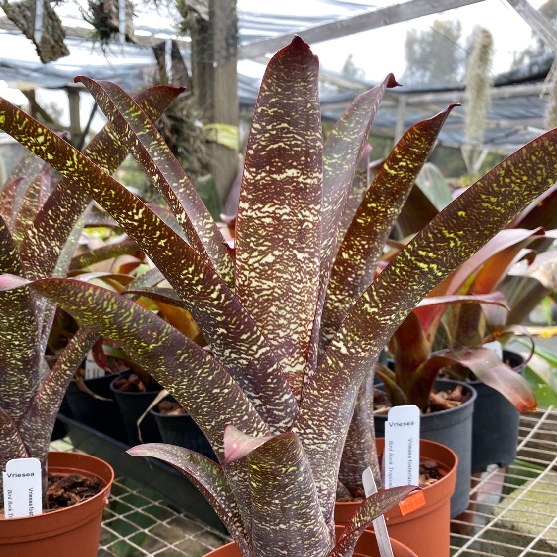 Bromeliads - Vriesea - Bird Rock Tropicals