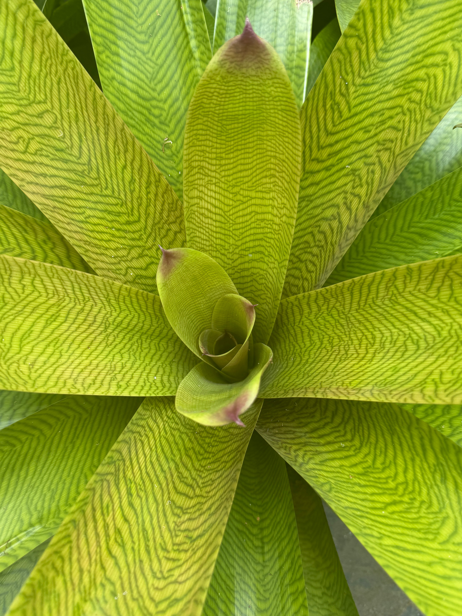Bromeliads - Vriesea - Bird Rock Tropicals