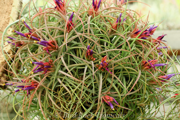 Tillandsia Califano - (T. baileyi x ionantha), Mexico - Bird Rock Tropicals