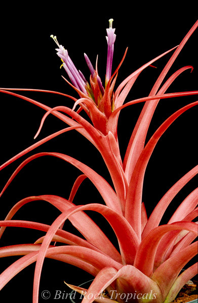 Tillandsia Pacific Sunset - (T. rothii x capitata 'Rubra') - Bird Rock ...