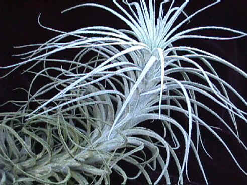 Tillandsia tectorum (caulescent) - Bird Rock Tropicals