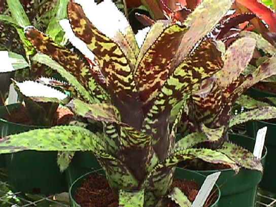 Bromeliads - Aechmea - Bird Rock Tropicals