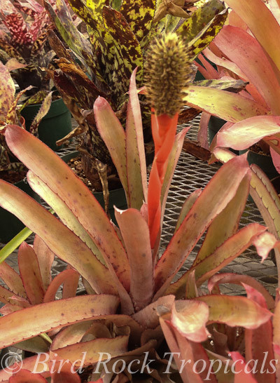 Bromeliads - Aechmea - Bird Rock Tropicals