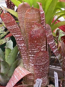 Bromeliads - Misc. Genera - Bird Rock Tropicals