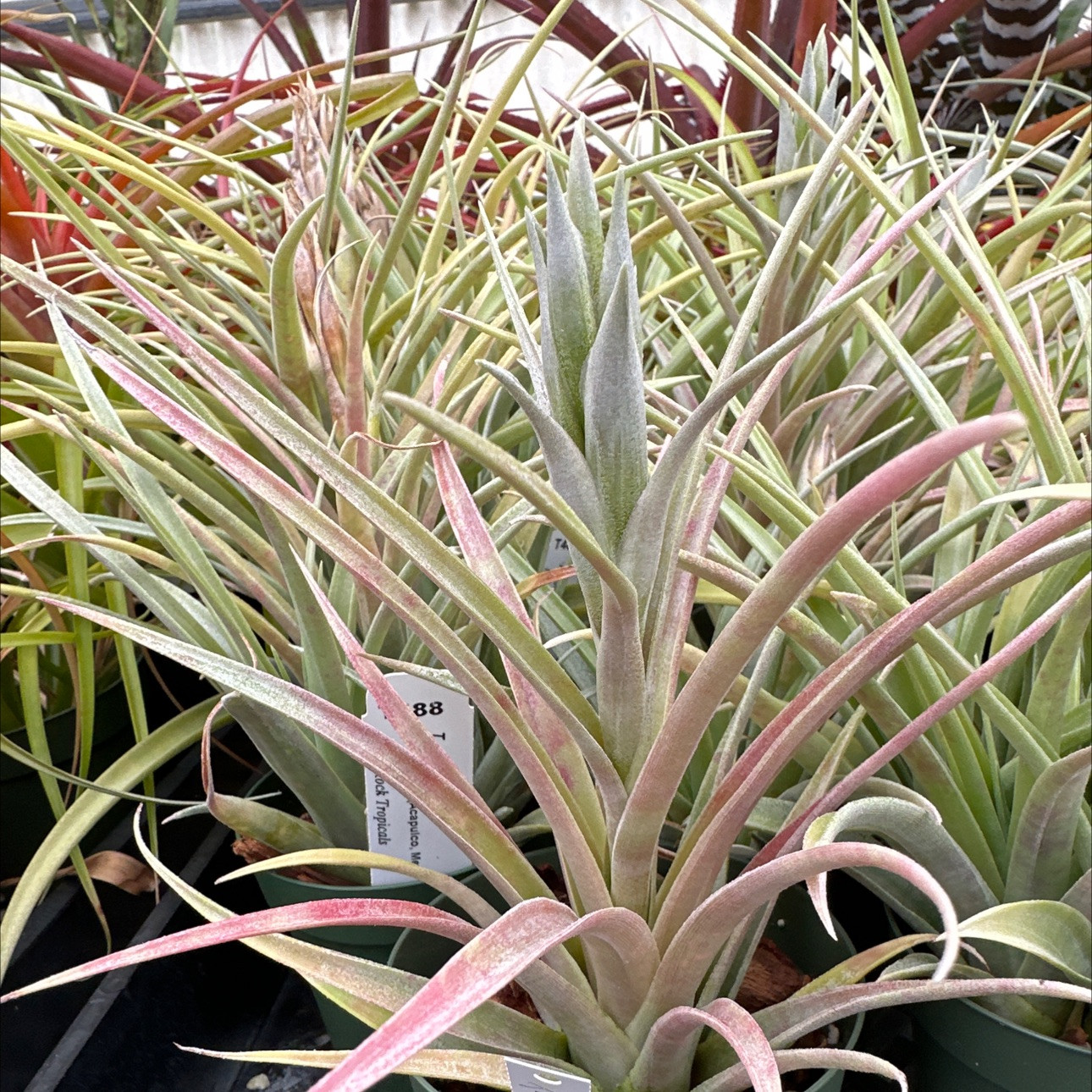 Tillandsia capitata 'Aca-yellow' - Bird Rock Tropicals