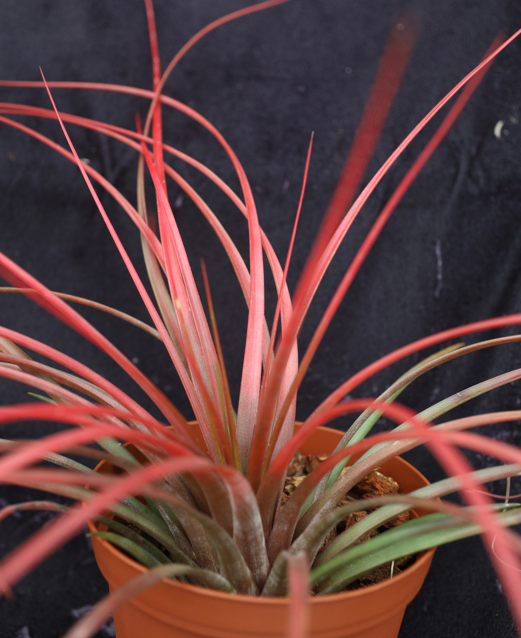 Tillandsia Red Rover - Bird Rock Tropicals