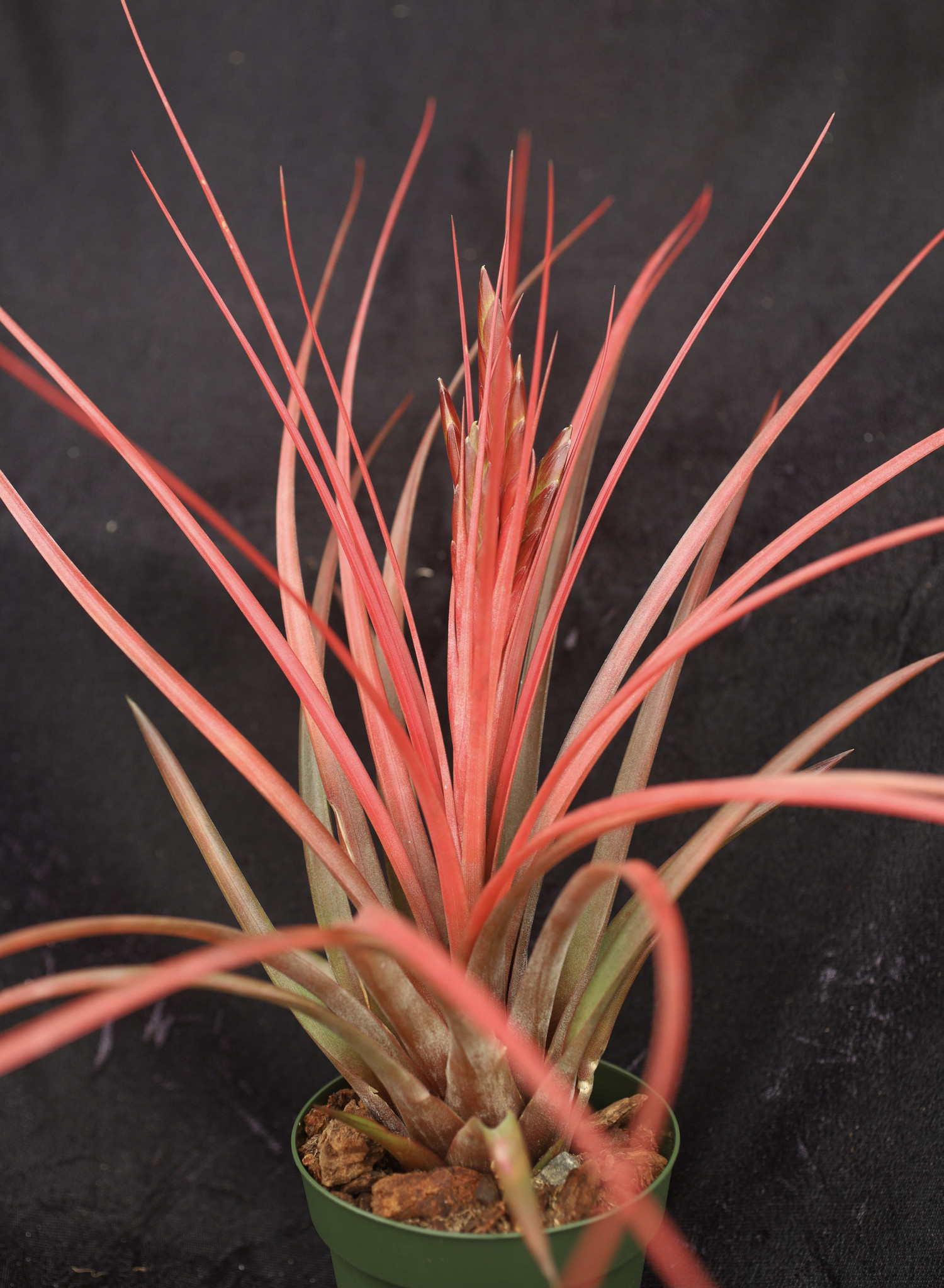 Tillandsia Red Rover - Bird Rock Tropicals