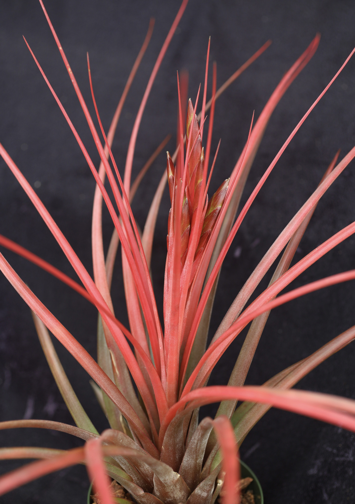 Tillandsia Red Rover - Bird Rock Tropicals