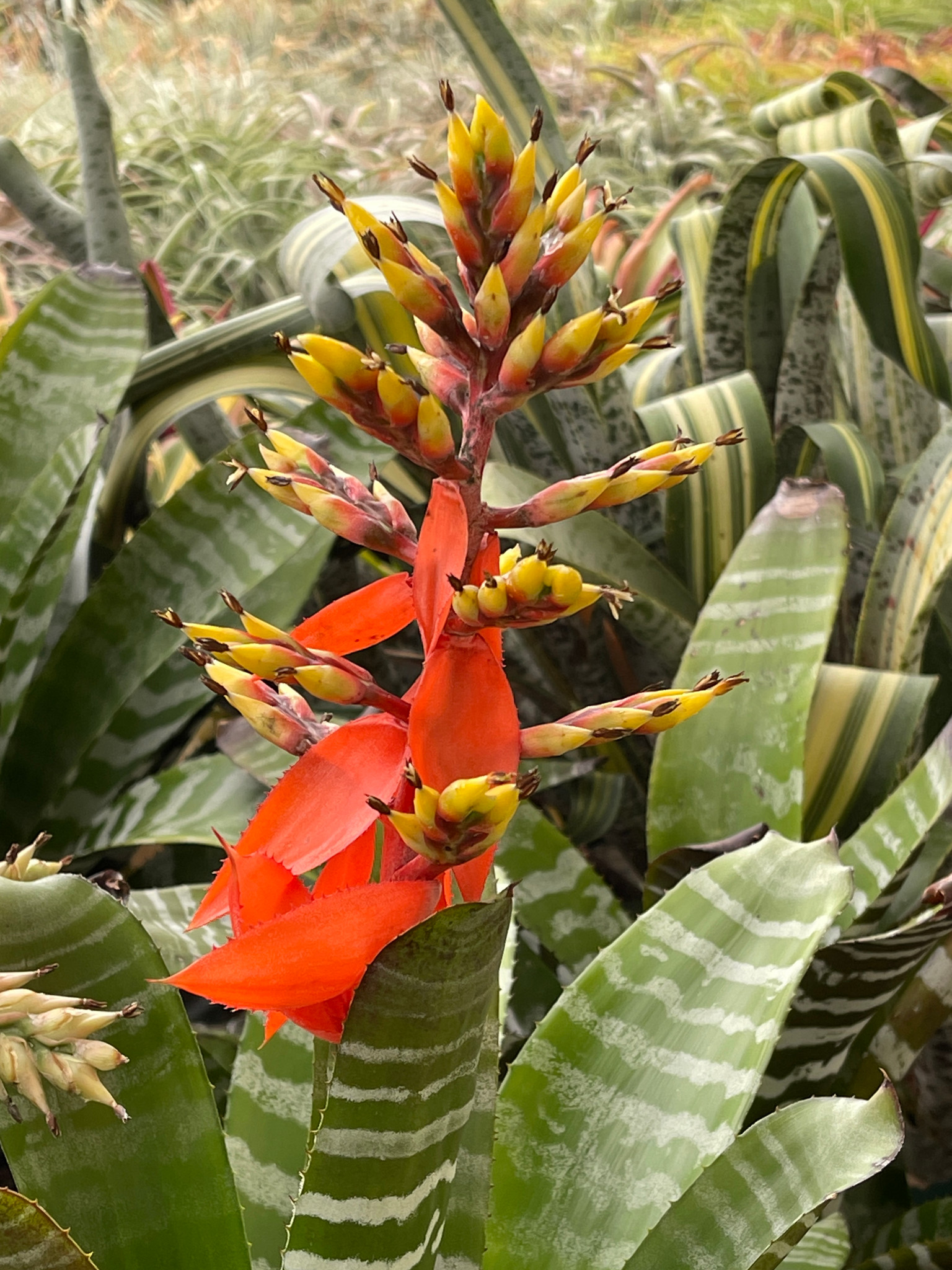 Aechmea chantinii - Bird Rock Tropicals