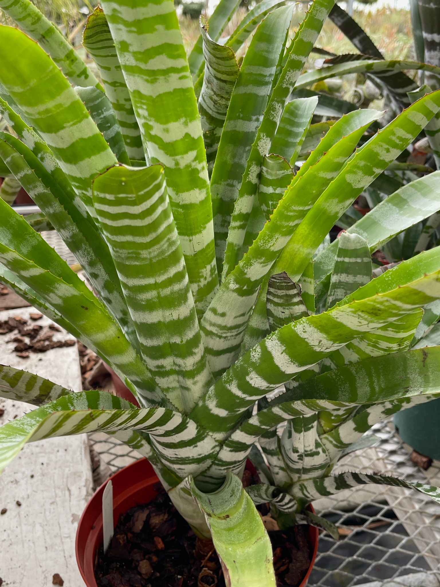 Aechmea chantinii - Bird Rock Tropicals