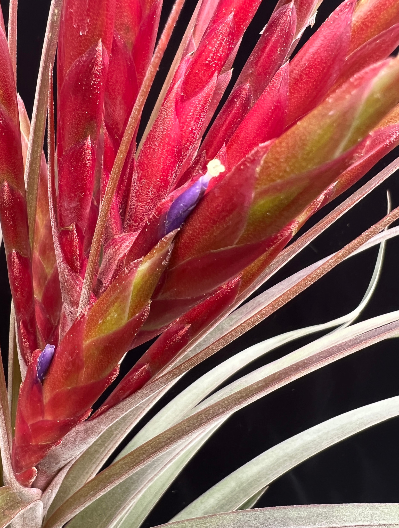 Tillandsia fasciculata 'Red' X latifolia - Bird Rock Tropicals