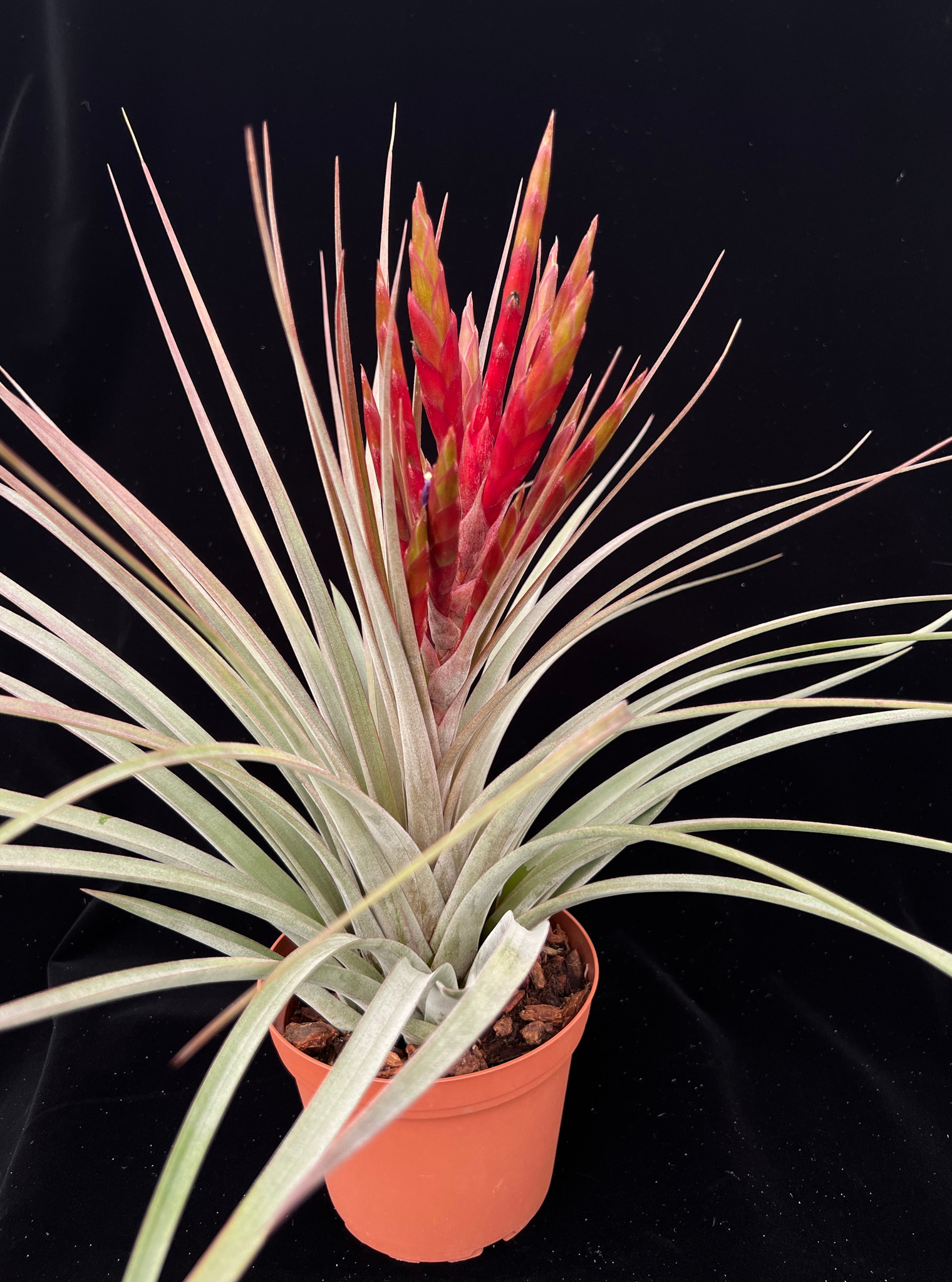 Tillandsia fasciculata 'Red' X latifolia - Bird Rock Tropicals