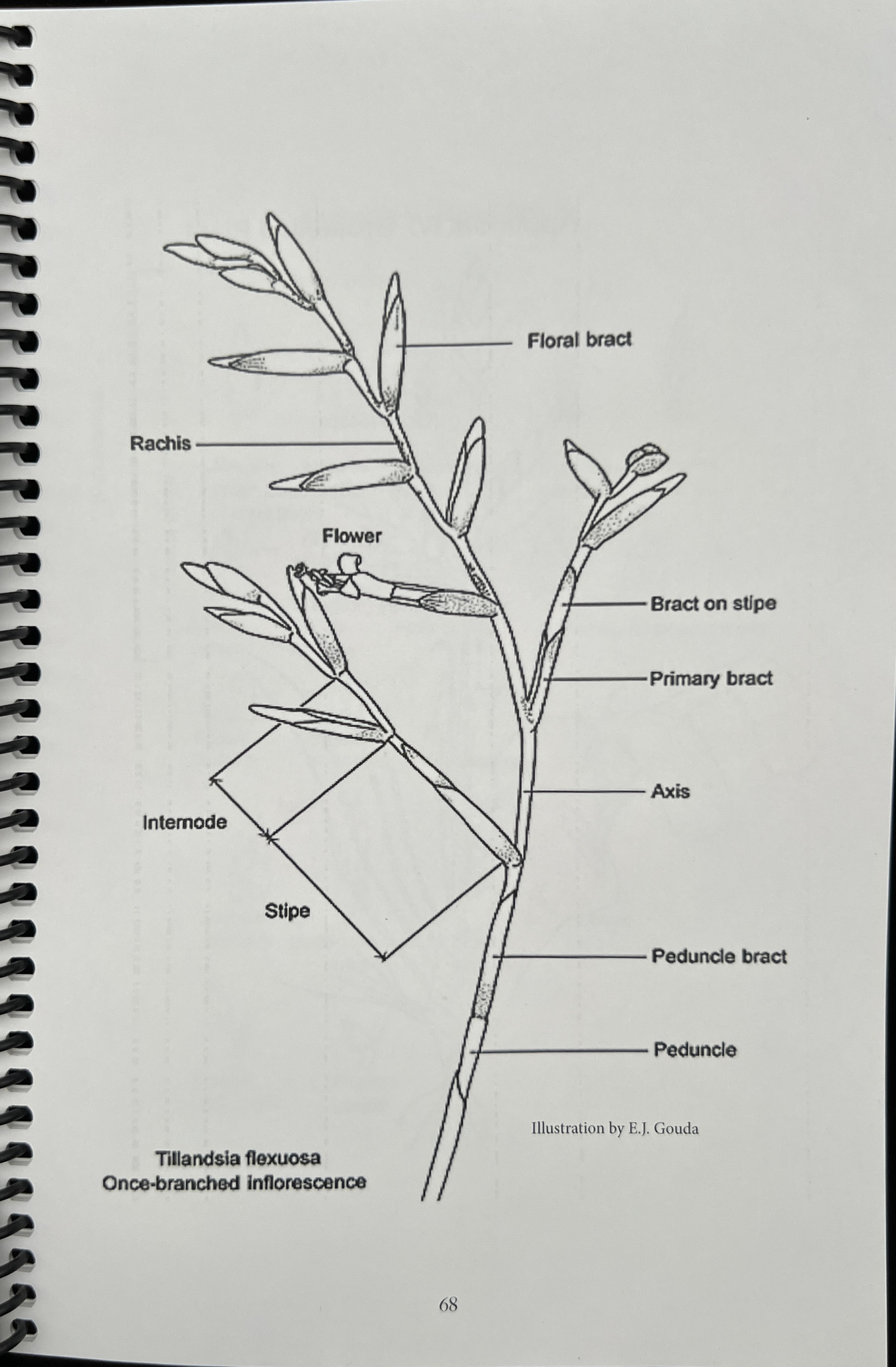 A Bromeliad Glossary - Bird Rock Tropicals