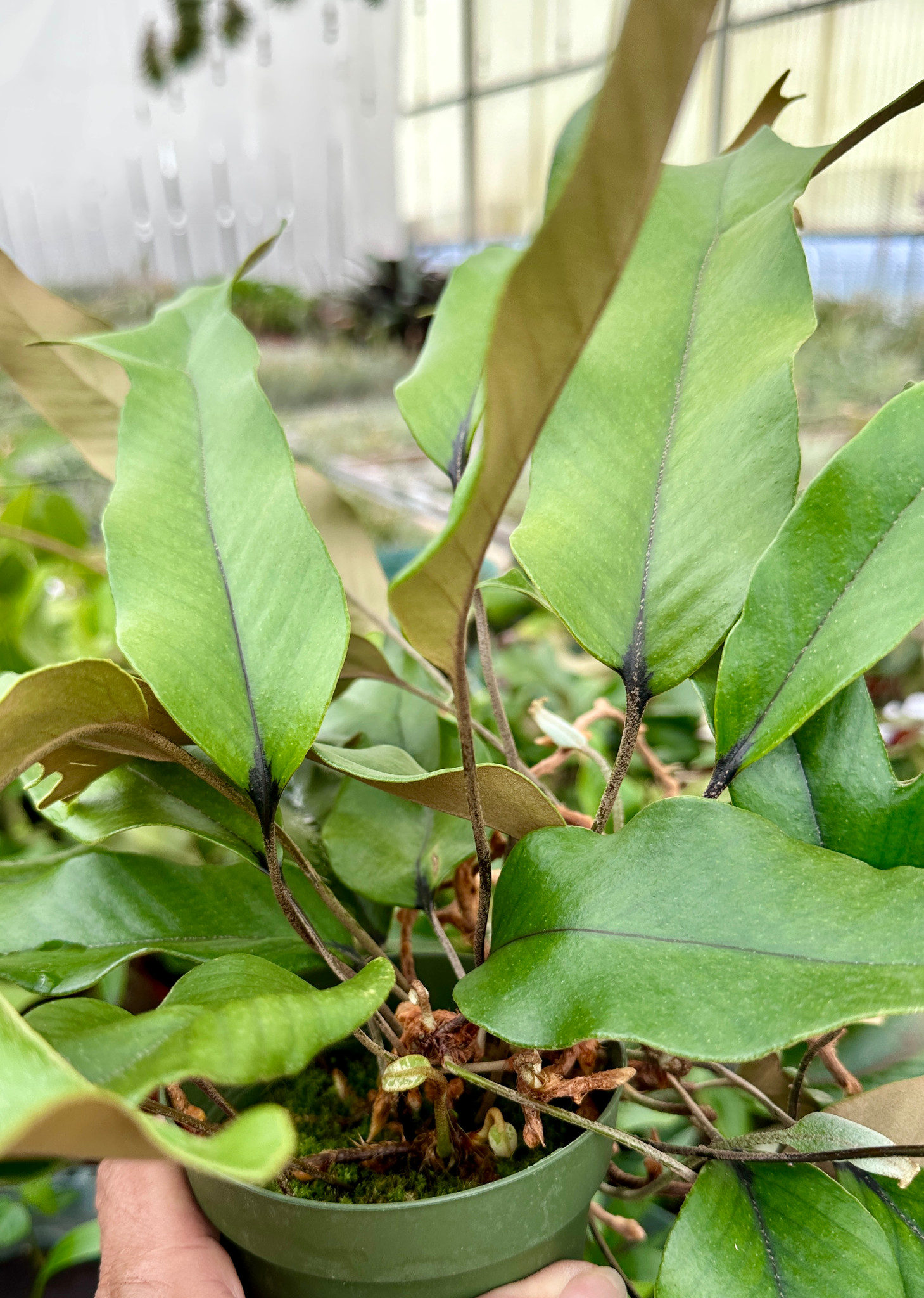 Pyrrosia lingua 'Cristata' - Bird Rock Tropicals