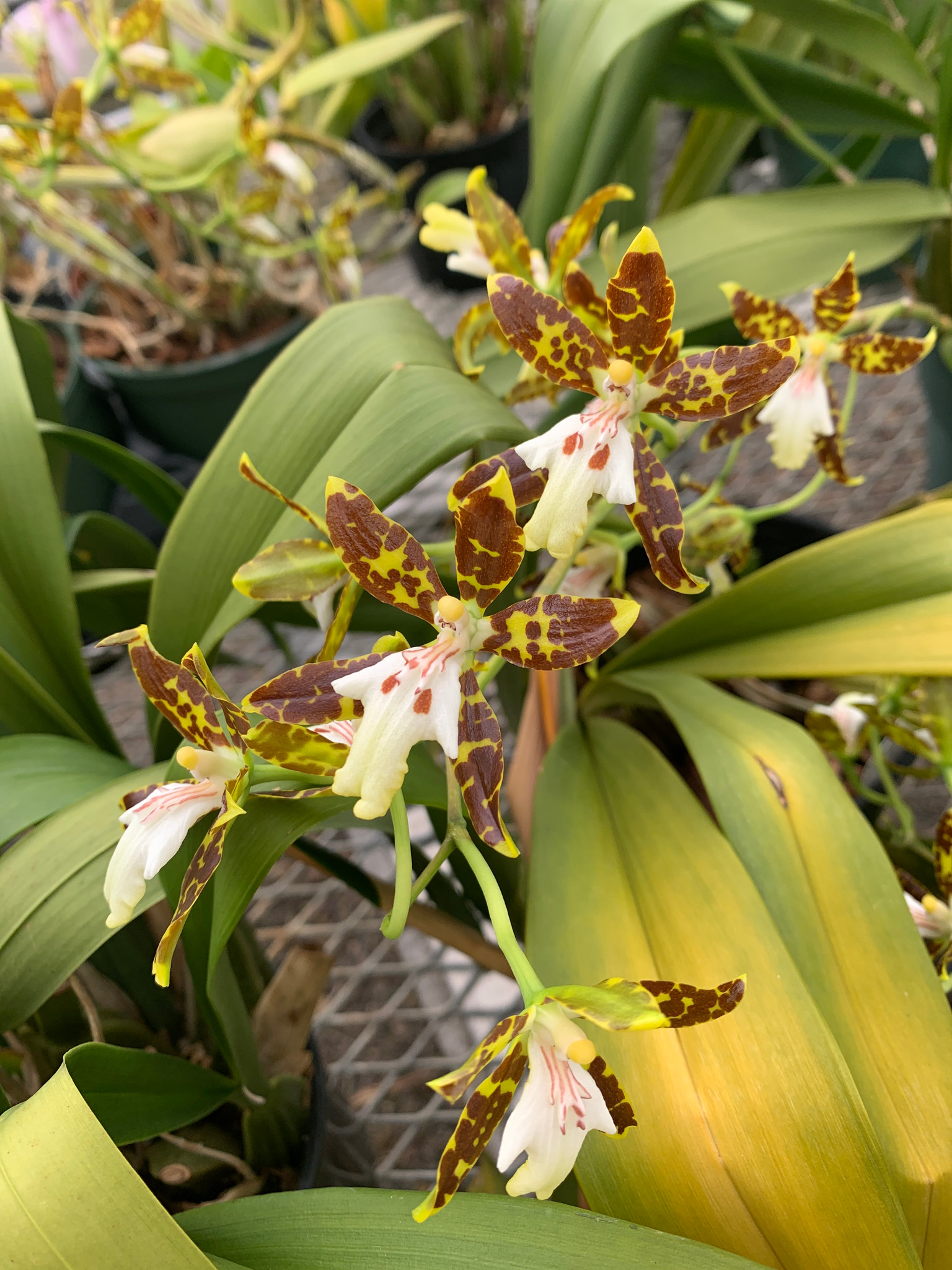 Oncidium maculatum - Bird Rock Tropicals