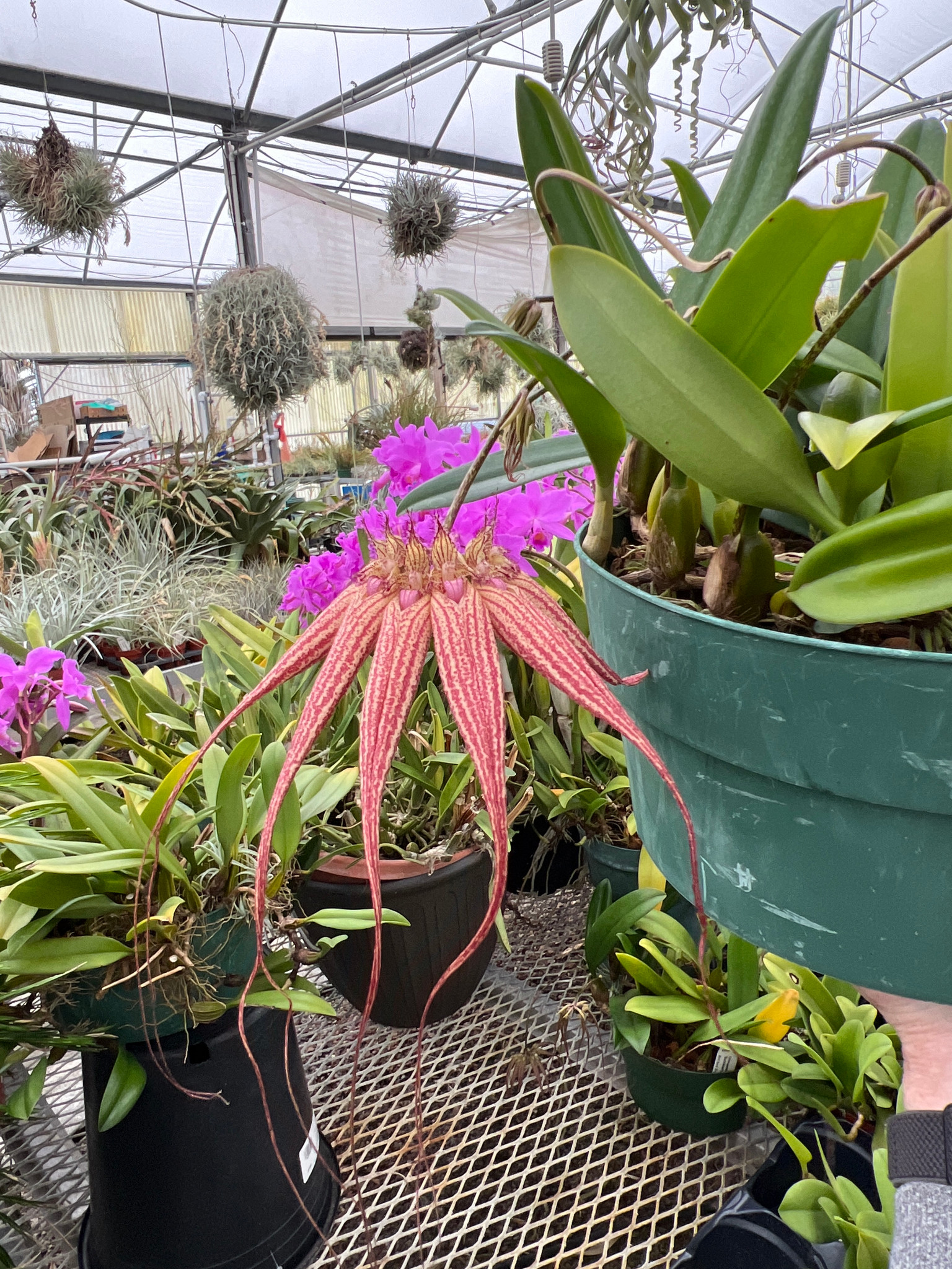 Cirr. Elizabeth Anne 'Buckleberry' FCC/AOS - Bird Rock Tropicals