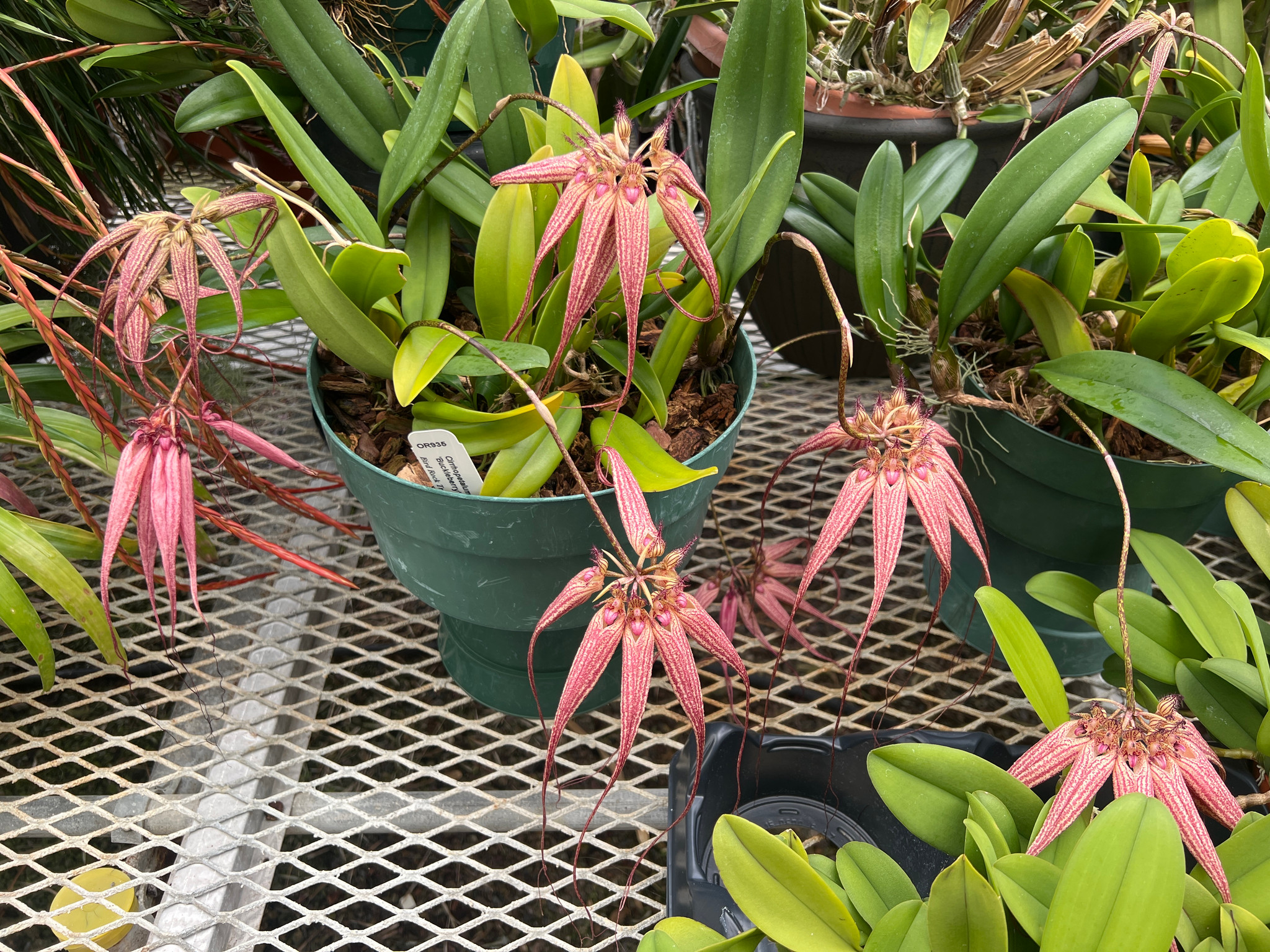 Cirr. Elizabeth Anne 'Buckleberry' FCC/AOS - Bird Rock Tropicals