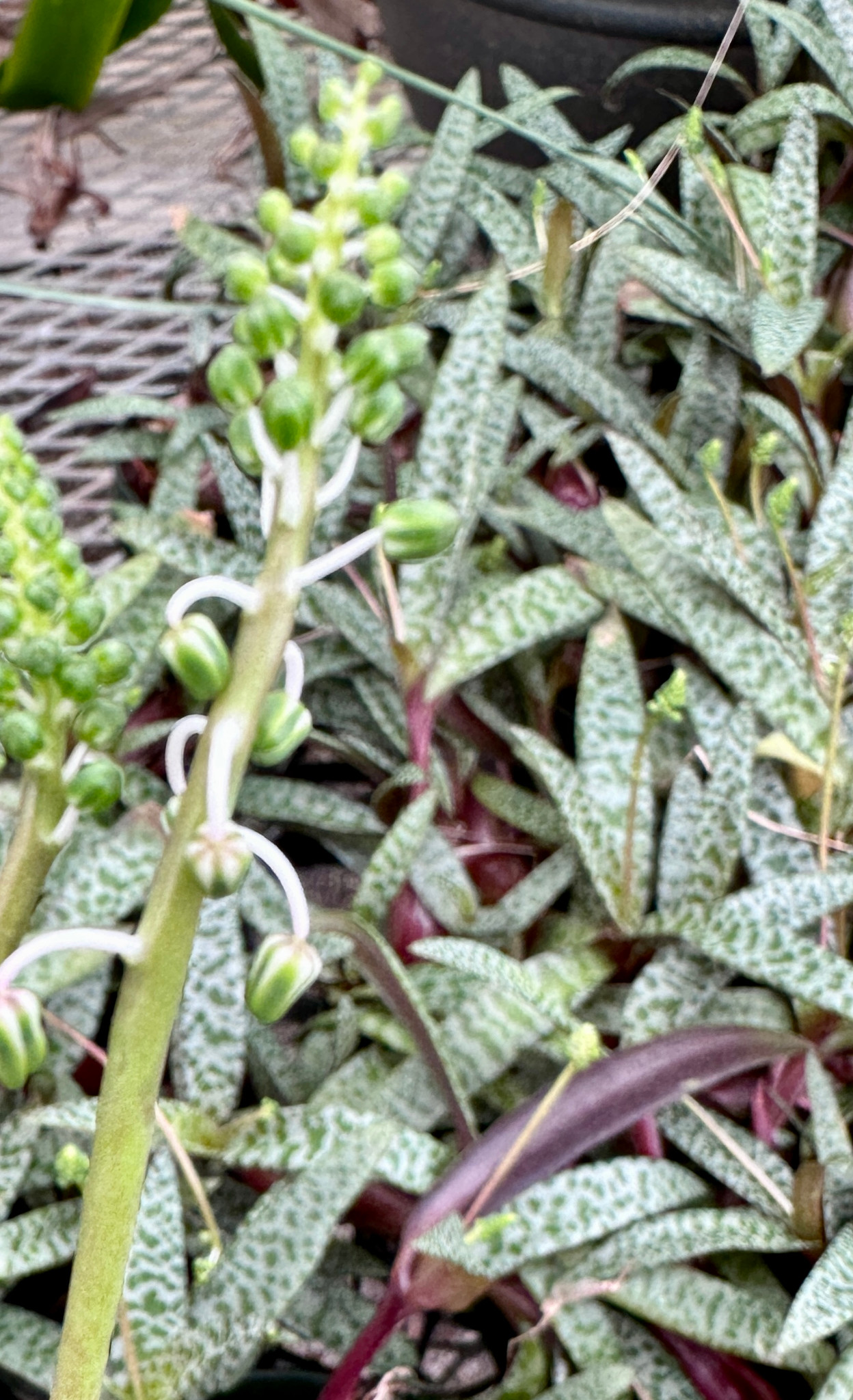 Ledebouria socialis 'Silver Squill' - Bird Rock Tropicals