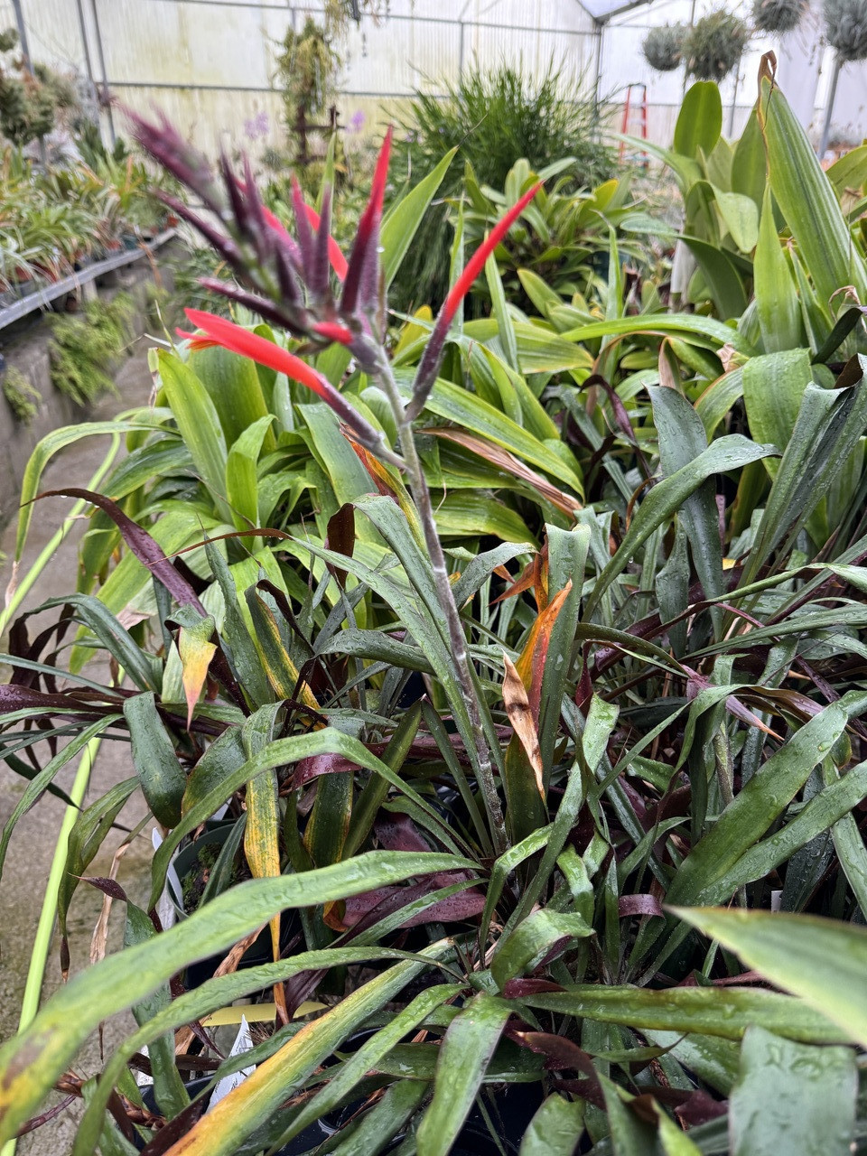 Pitcairnia alata (dark red flower) - Bird Rock Tropicals