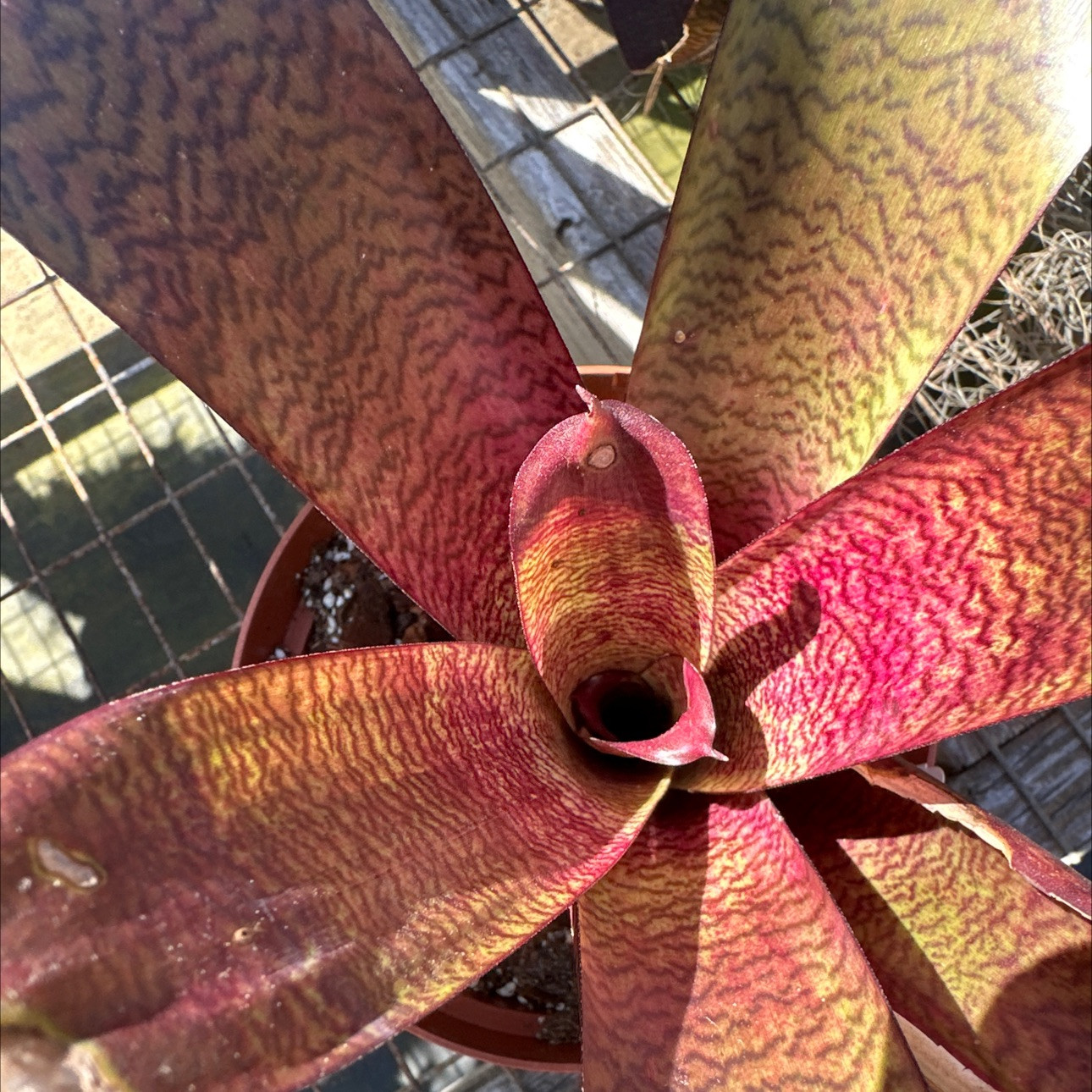 Vriesea Red Chestnut x platynema - Bird Rock Tropicals